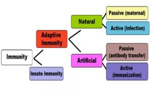 Immunity — Biology Notes