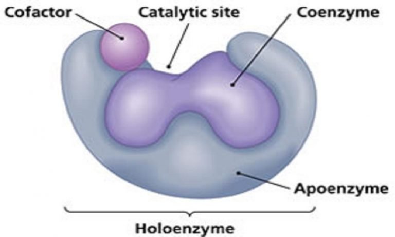 COENZYMES — Biology Notes