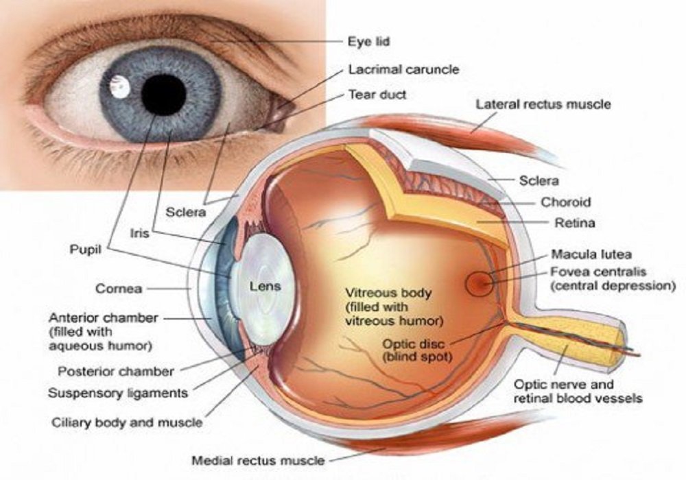 Eye Structure Archives Biology Notes