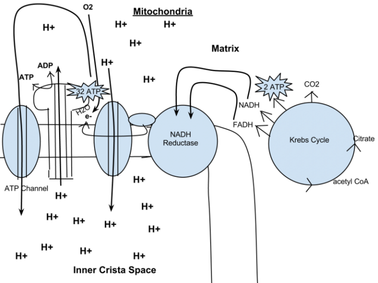 Respiration_diagram — Biology Notes