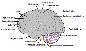 HUMAN NERVOUS SYSTEM — Biology Notes