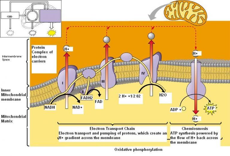 OXIDATIVE PHOSPHORYLATION, ELECTRON TRANSPORT CHAIN — Biology Notes OXIDATIVE PHOSPHORYLATION, ELECTRON TRANSPORT CHAIN — Biology Notes