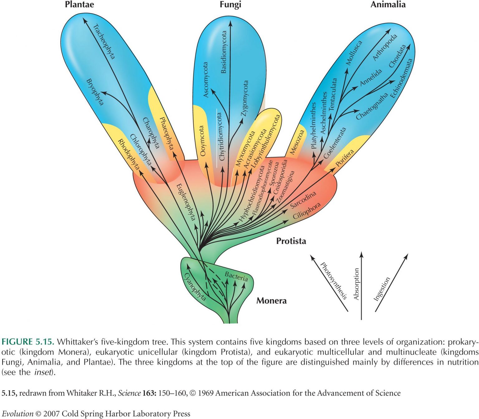 FIVE KINGDOM SYSTEM — Biology Notes