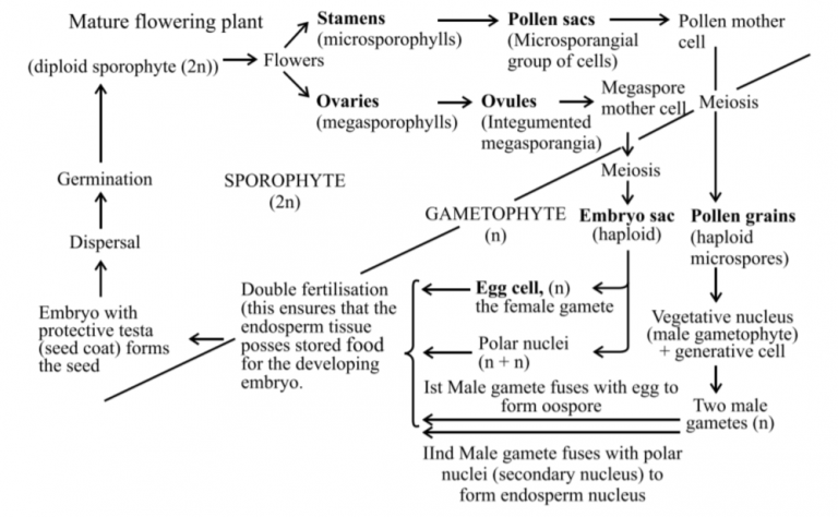 ANGIOSPERMS (FLOWERING PLANTS) — Biology Notes