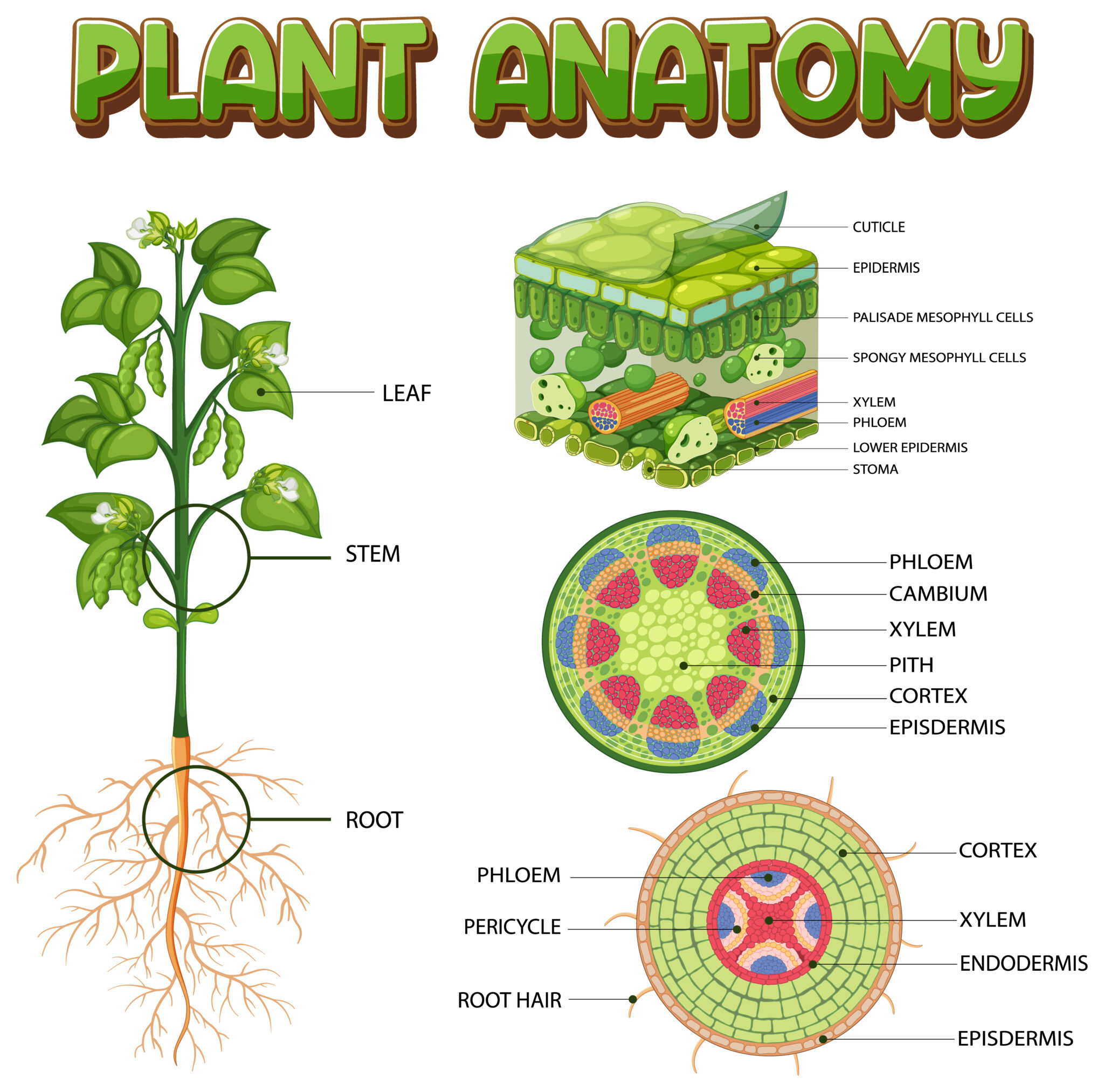 plant structure and function — Biology Notes